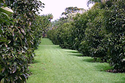 Growing Mangosteen - Franchise, Business and Entrepreneur