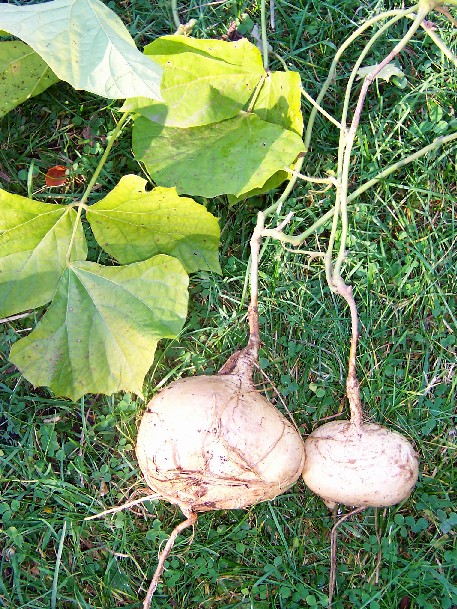 Yam Bean or Singkamas Production - Franchise, Business and Entrepreneur