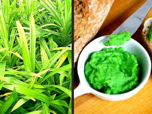 How to Make Pandan (Screwpine) Jam - Franchise, Business and Entrepreneur